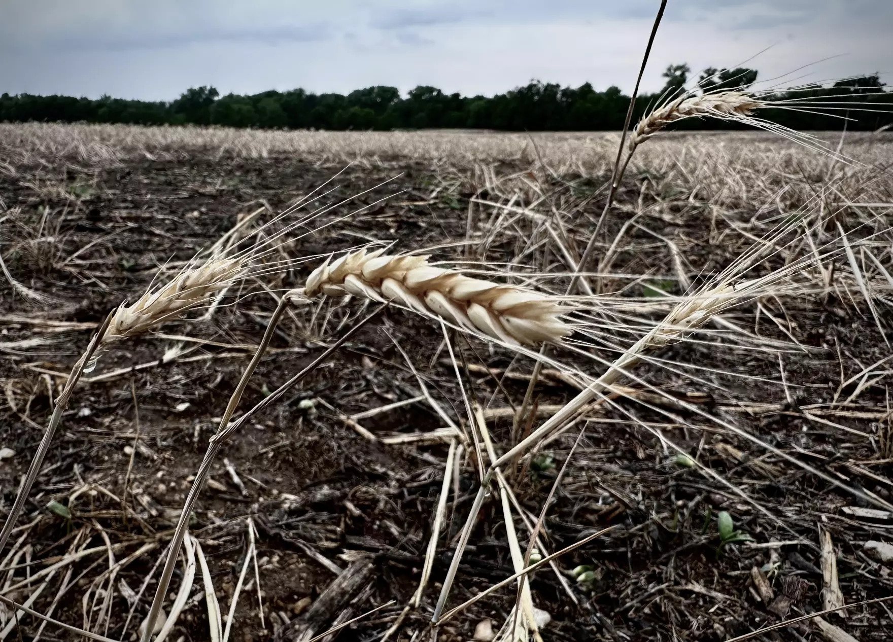 The high plains drought is so bad that Kansas is importing wheat from ...